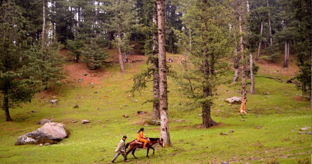 Experience Autumn in Kashmir: Explore the Beauty of the Autumn Season ...