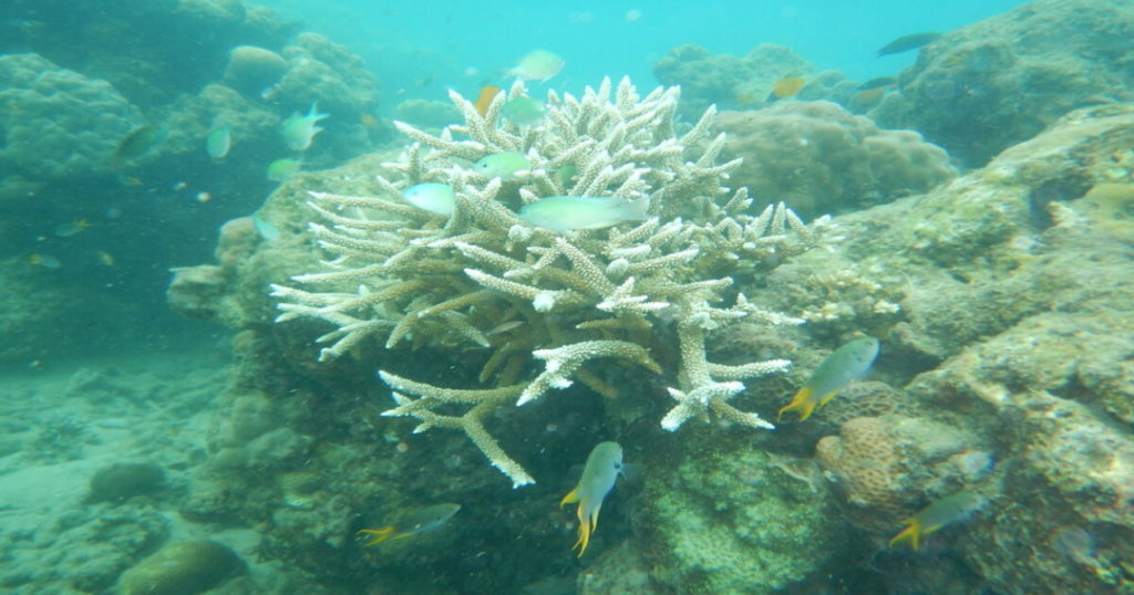 10 Must-Do Things in Andaman & Nicobar Islands â€“ Your Complete Travel ...